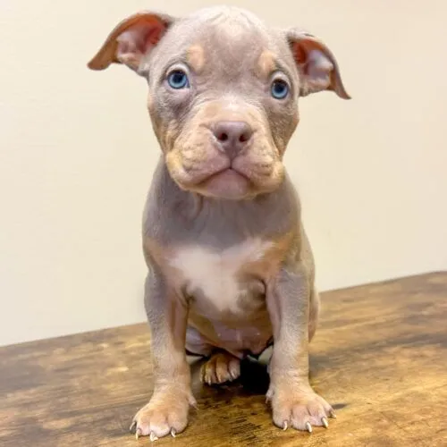 Red Nose Pitbull Puppies For Sale | Baby Pitbulls For Sale
