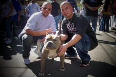 Blue Razors Edge Pitbull Kennels | Razor Edge Pitbulls Puppies History