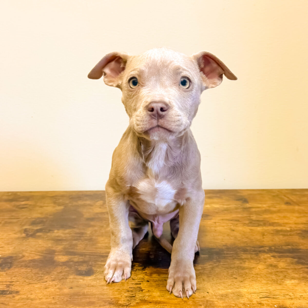 champagne-male-2024-blue-nose-pitbull-puppies-for-sale-blue-pitbull